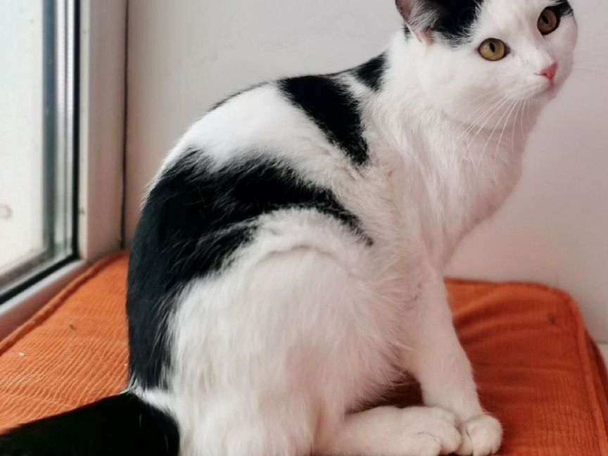 Красавчик котяра