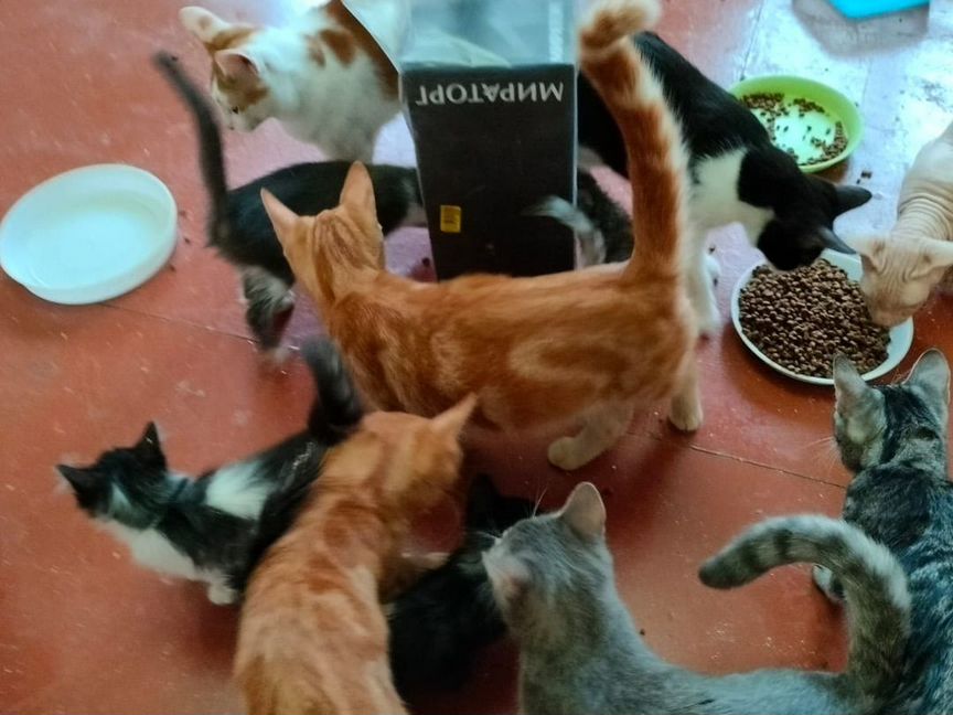 Много забранных животных