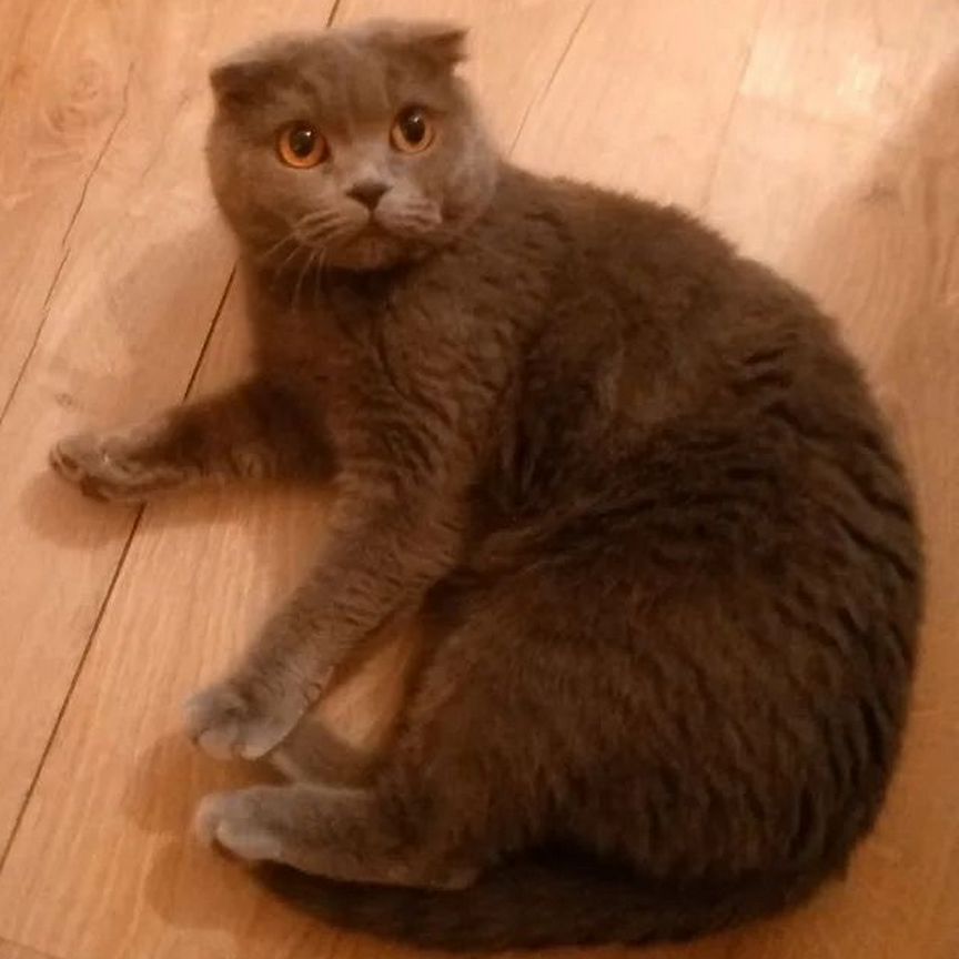 Британская длинношёрстная, взрослая кошка