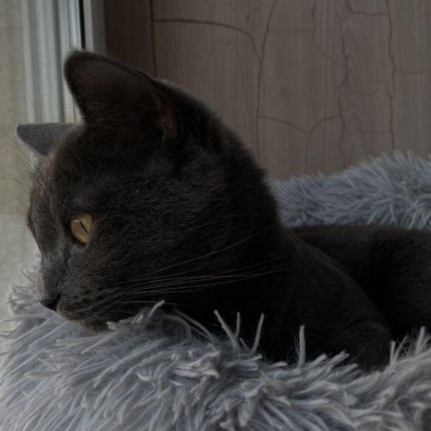 Кот в добрые руки