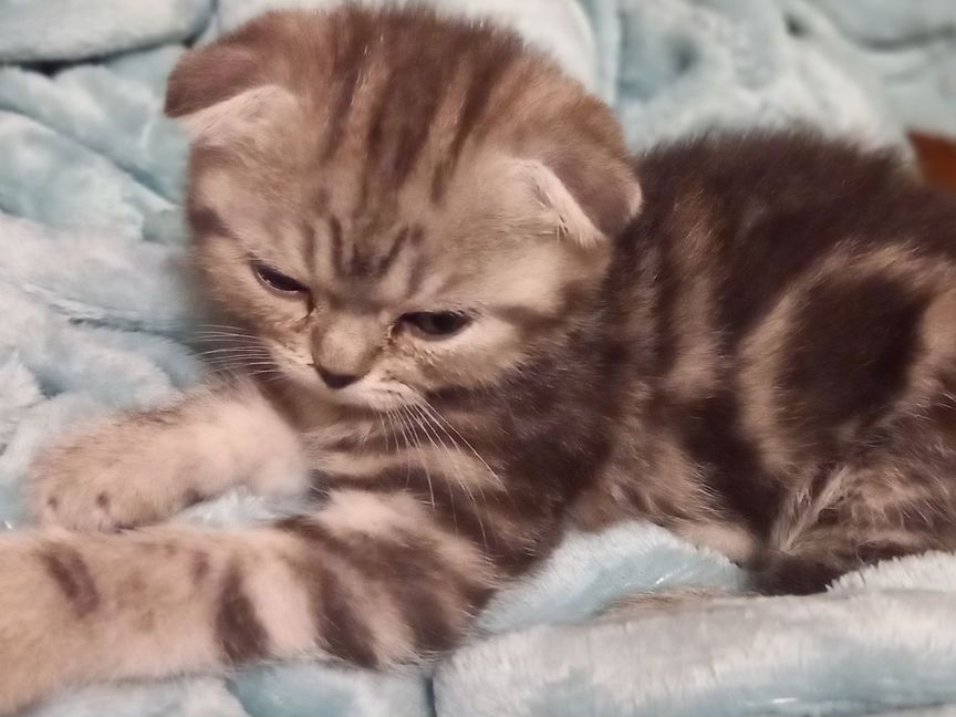 Шотландские вислоухие котята