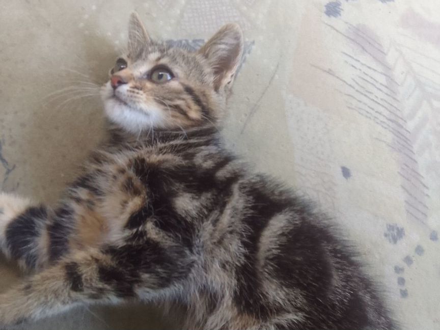 Отдам бесплатно в дар