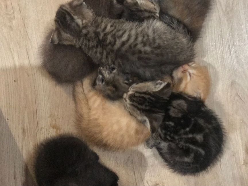 Шотландские вислоухие котята