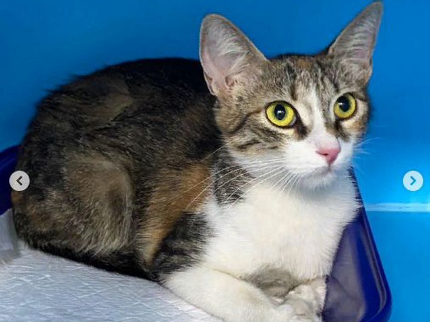 Букля. Яркоглазое чудо ищет семью