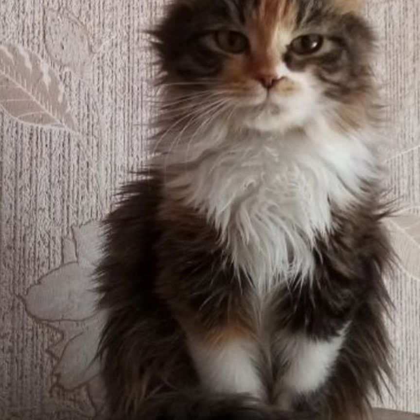 Молоденькая кошечка ищет дом