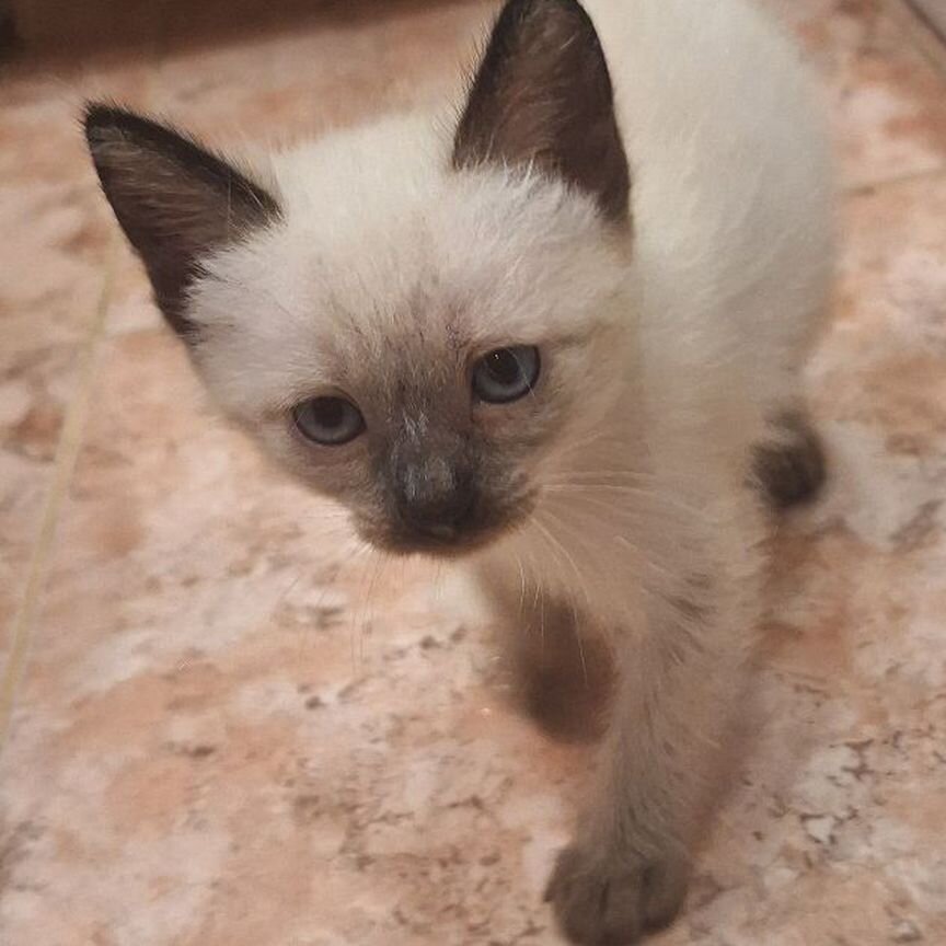 Сиамский котёнок
