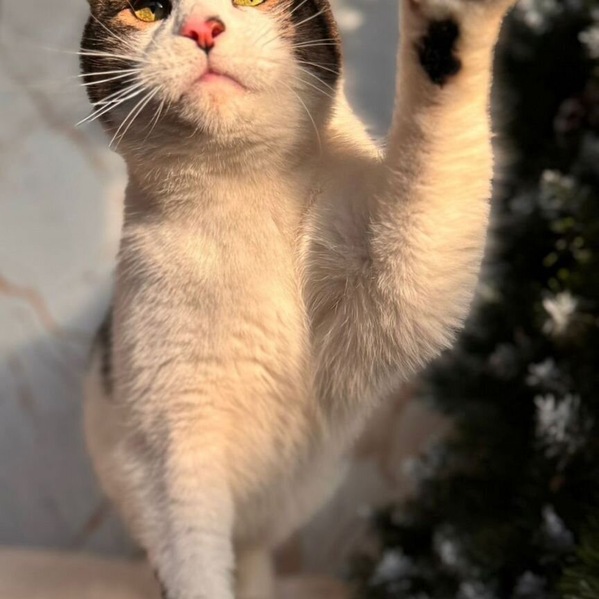 Кот Лакки в добрые руки