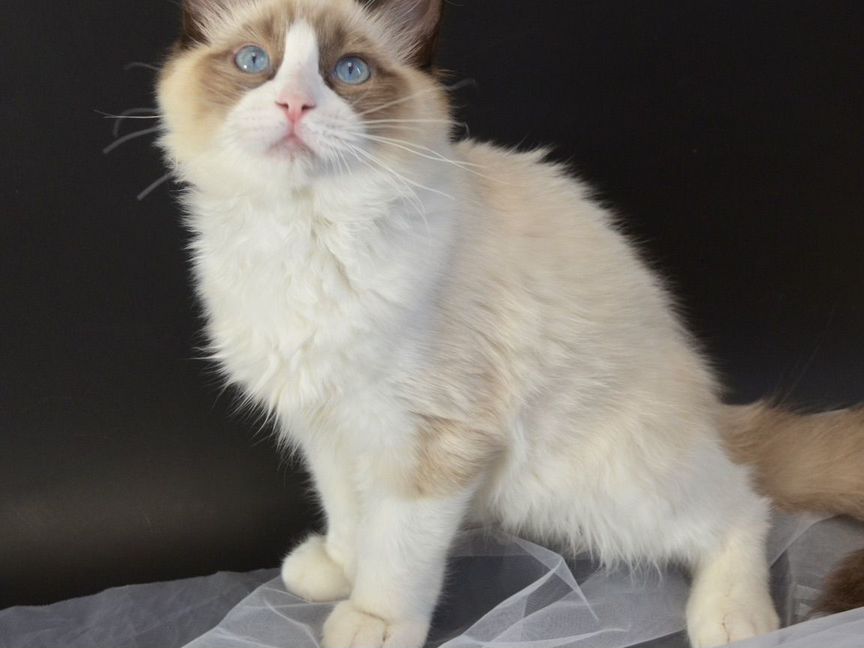 Регдол Очень дружелюбный малыш