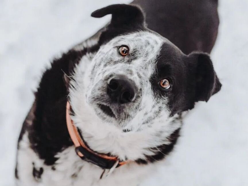 Собака в добрые руки