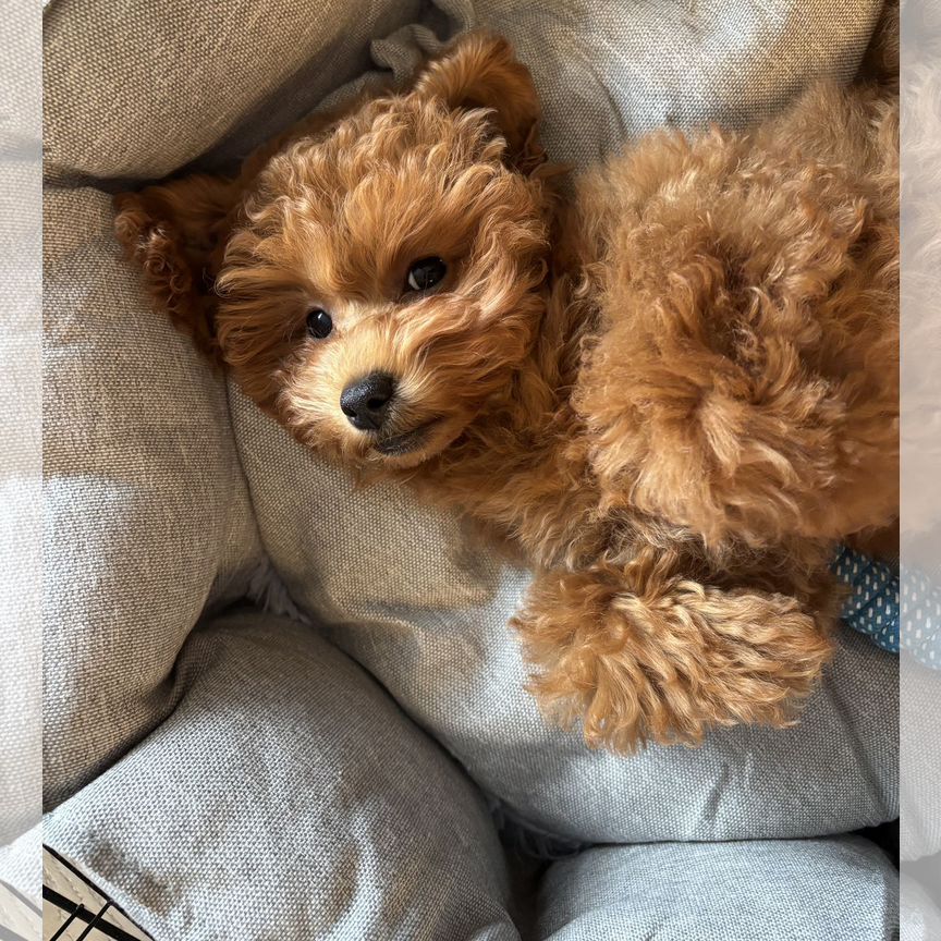 Той-пудель, щенок