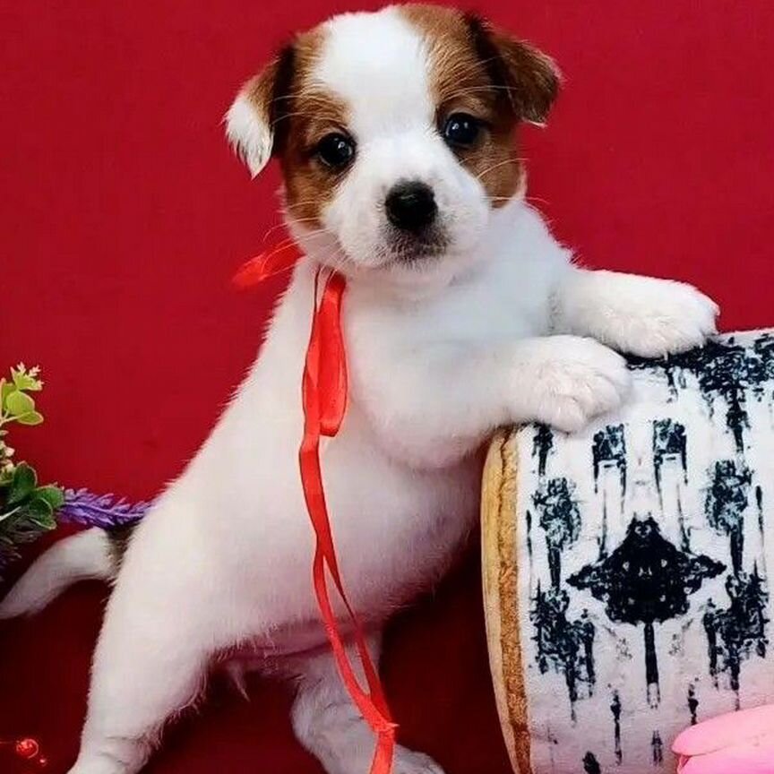 Джек-рассел-терьер, щенок