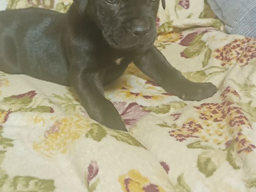 Щенки кане корсо