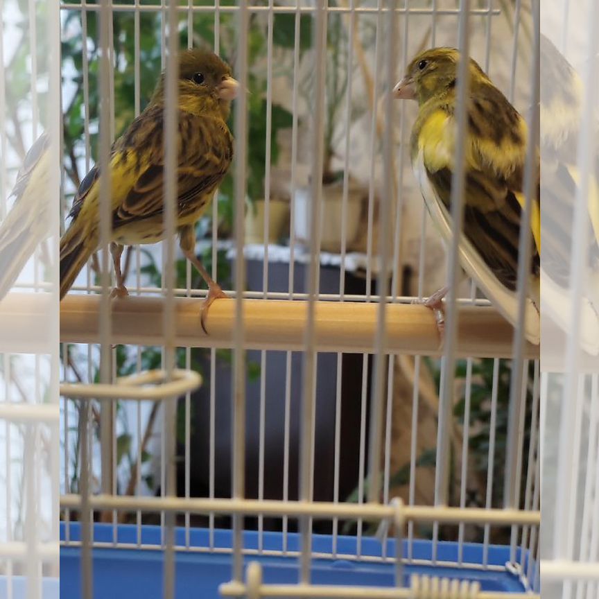 Канарейки