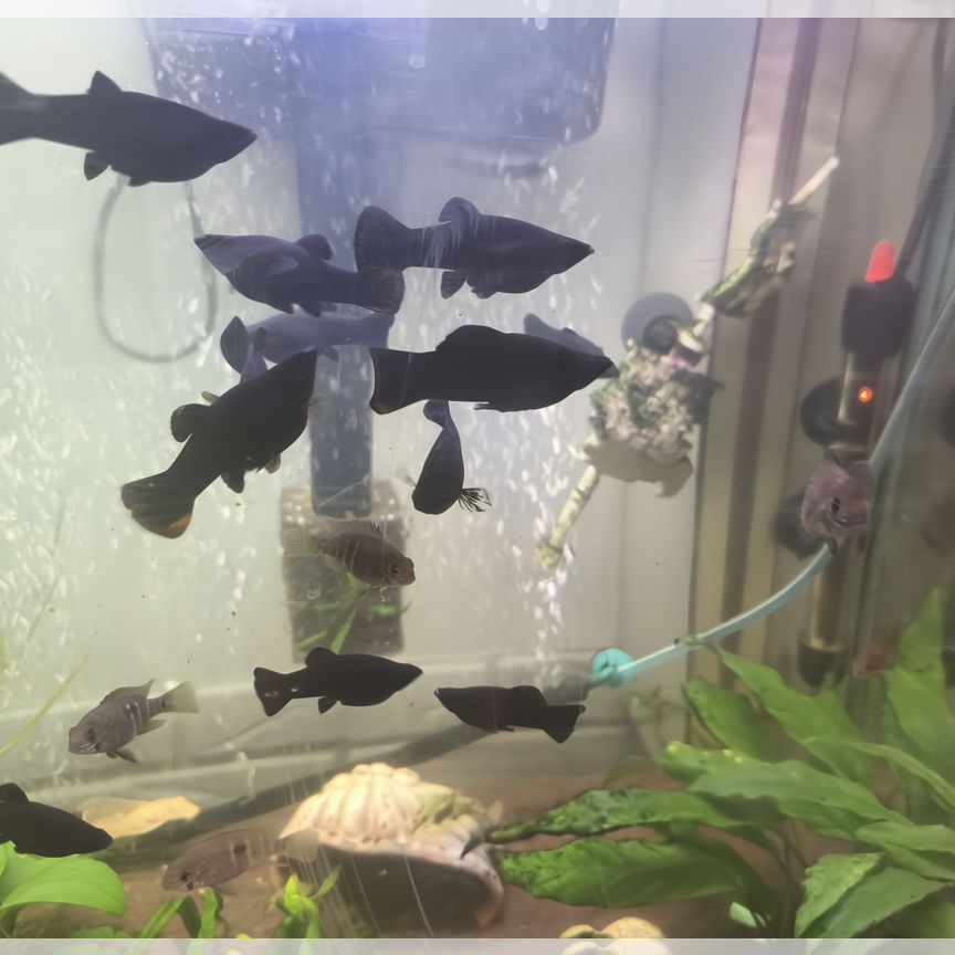 Аквариумные рыбы цихлиды