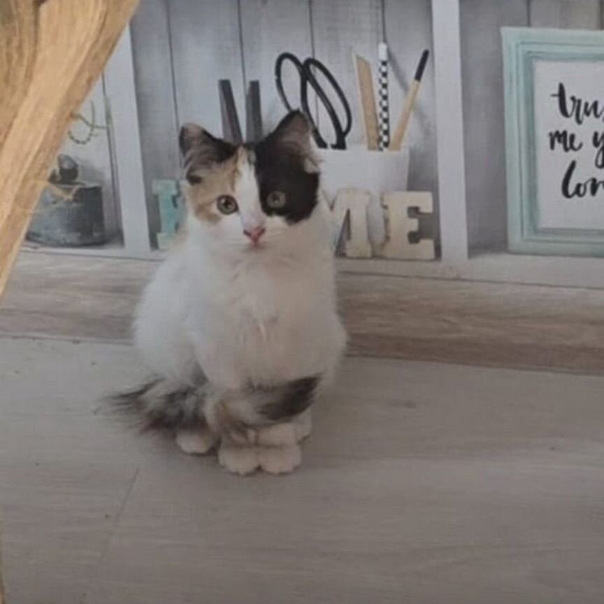 Котенок