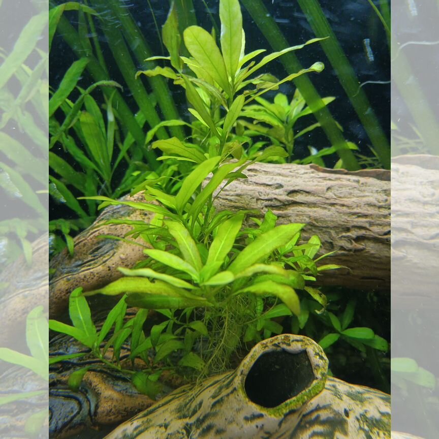 Аквариумные растения прополка