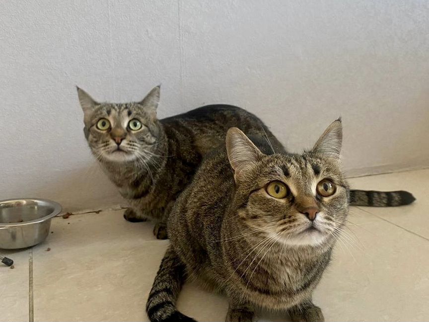 Булочки ищут дом