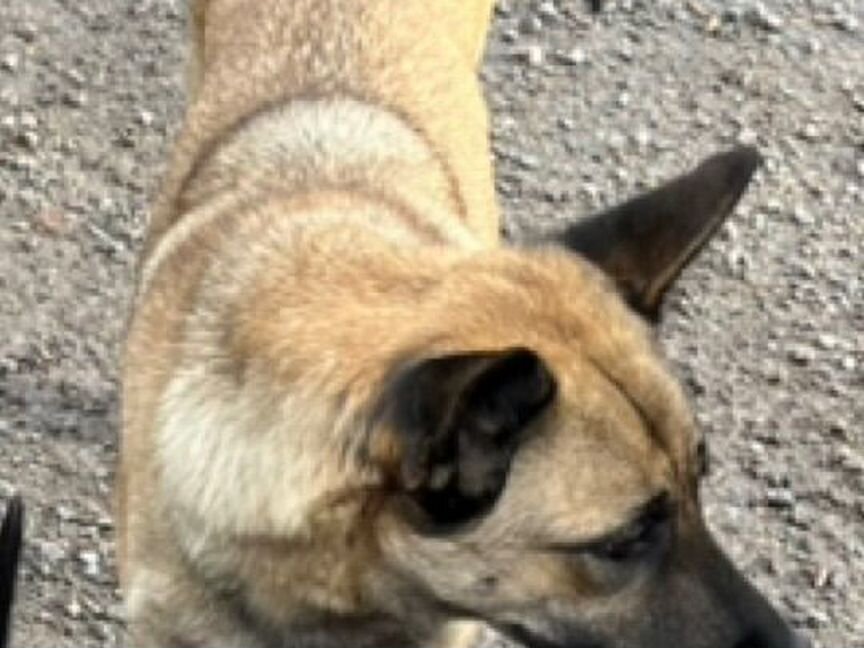 Бельгийская овчарка метис