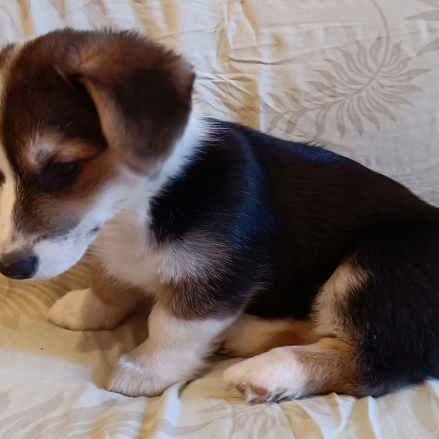 Девочка смешарик