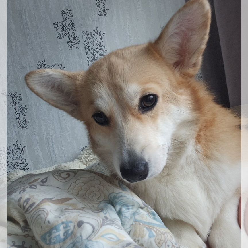 Вельш Корги Пемброк, взрослая собака