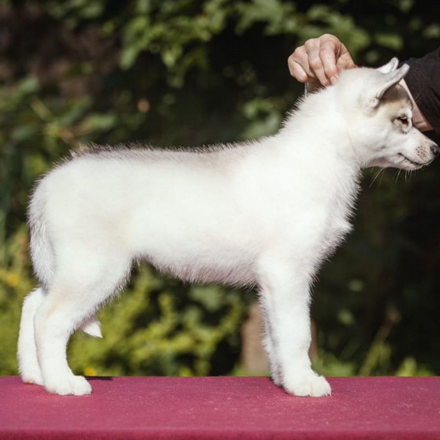 Сибирский хаски щенок девочка