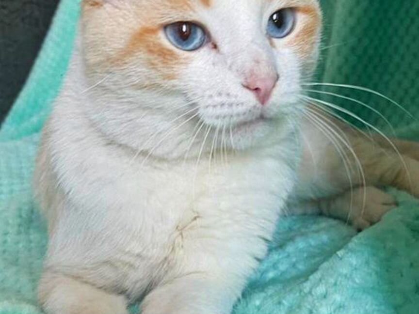 Кошка в дар бесплатно