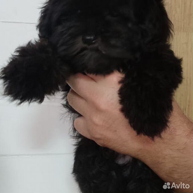 Щеночек Мальтипу серебристого окраса