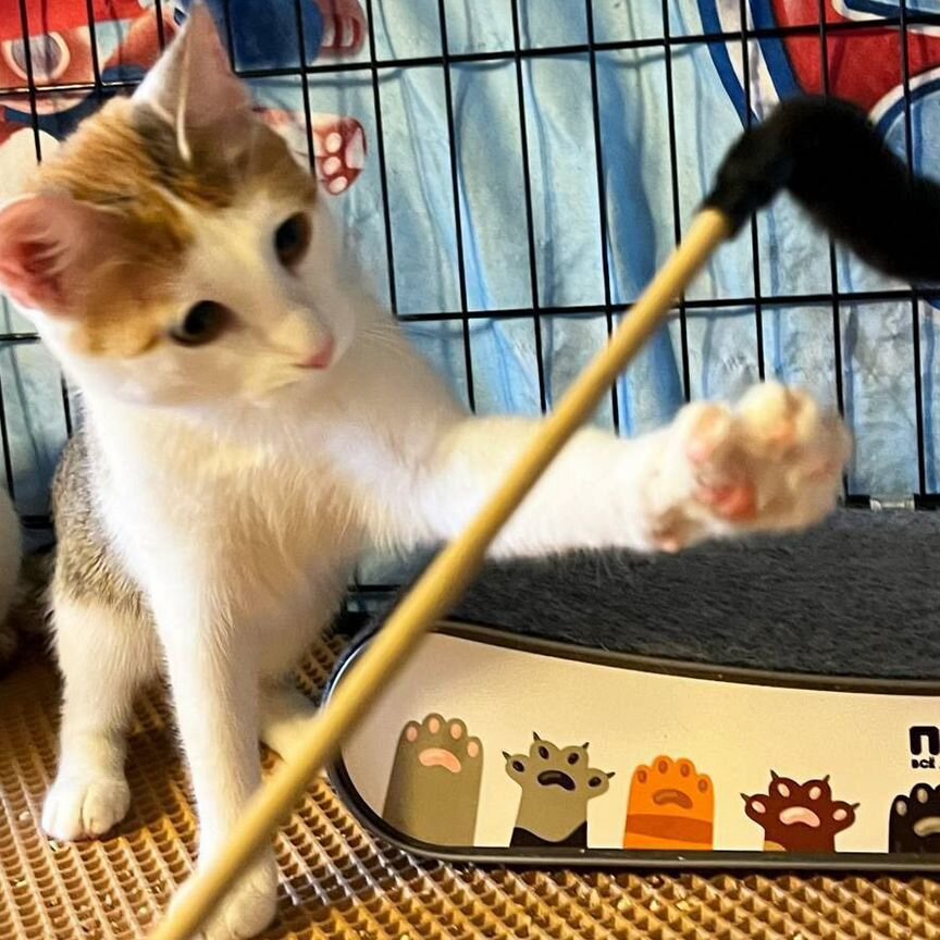 Котёнок в добрые руки