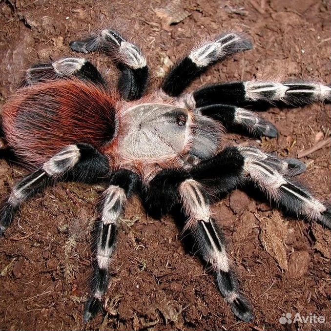 Паук птицеед