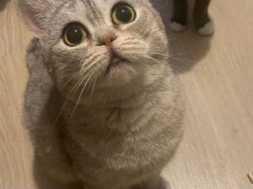 Мадам куку ищет дом