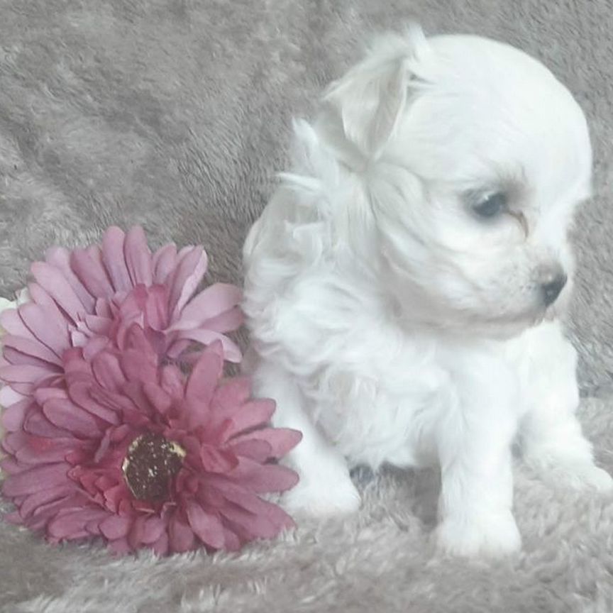 Мальтийская болонка, щенок