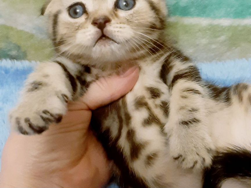 Шотландские котята