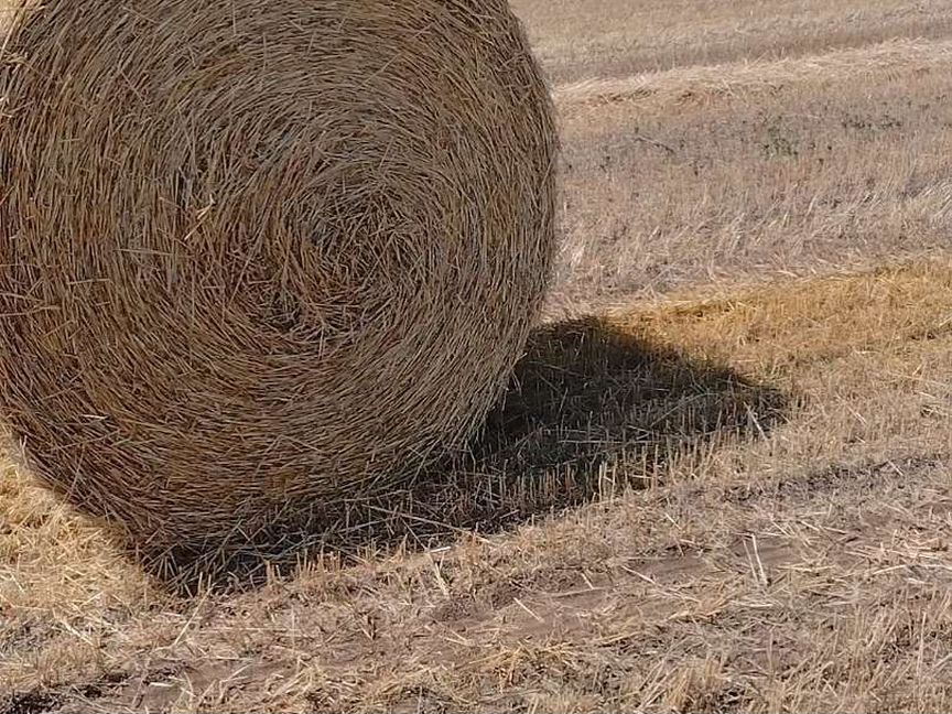 Солома в рулонах,ячменная, проссо