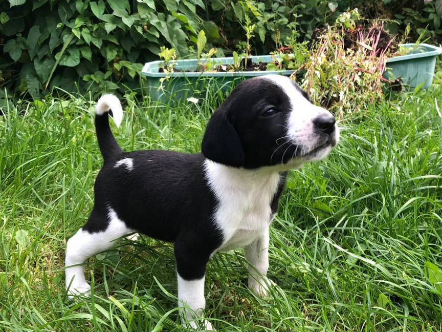 Чудесный малыш