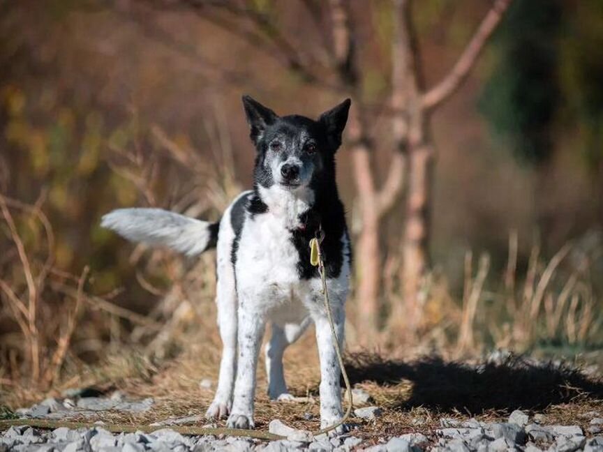 Собака в добрые руки