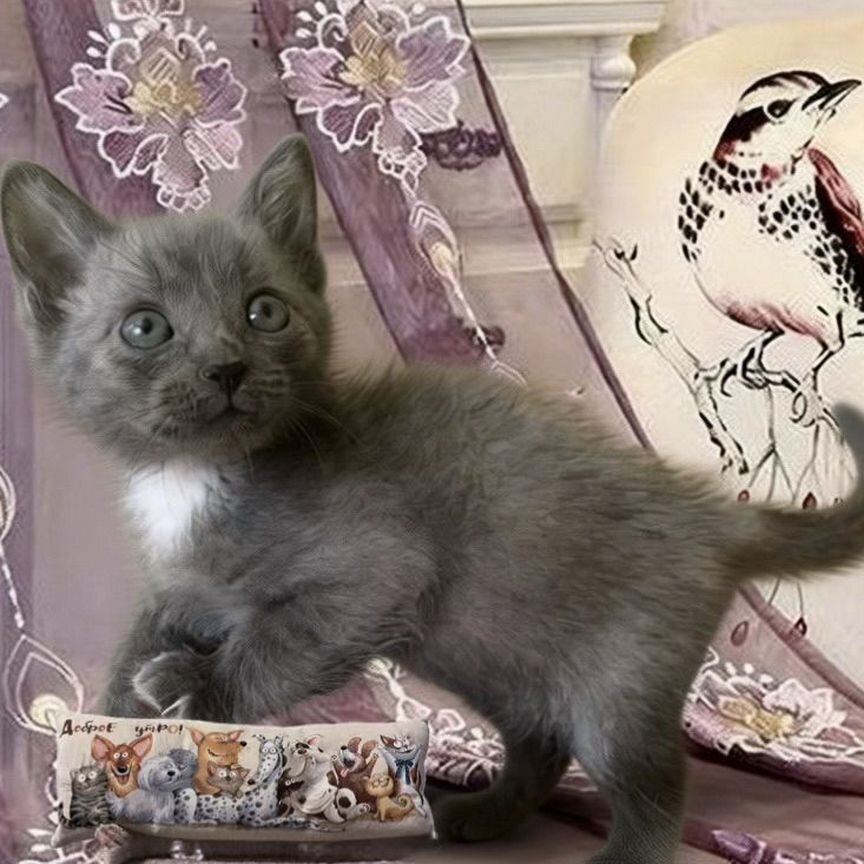 Котёнок в добрые руки