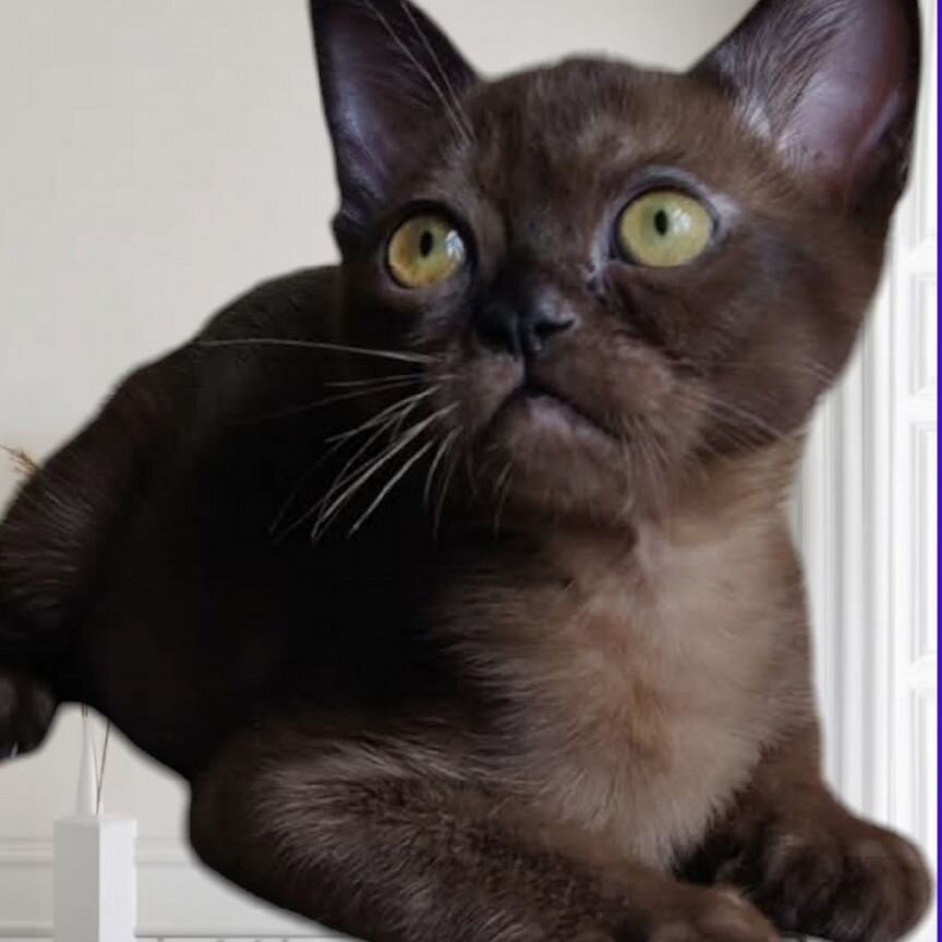 Американские бурмы