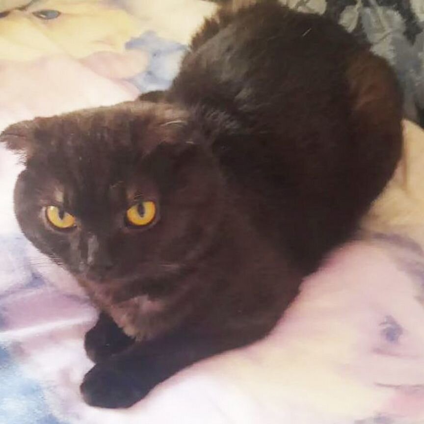 Шотландский вислоухий короткошёрстный, взрослый кот