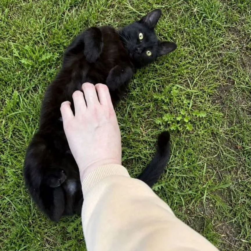 Котёнок в добрые руки