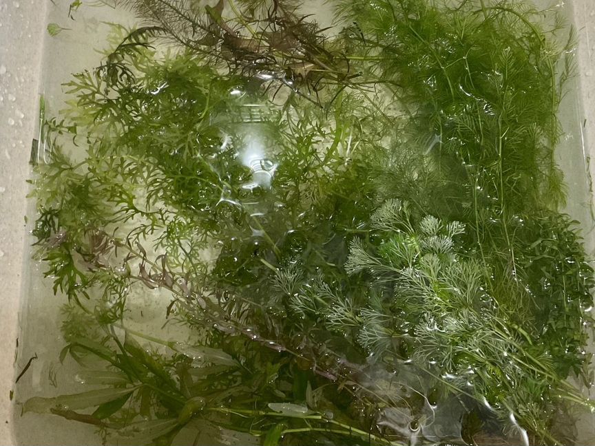 Бронь Аквариумные растения бесплатно