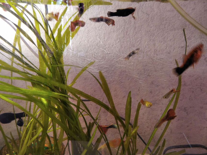 Рыбки гуппи