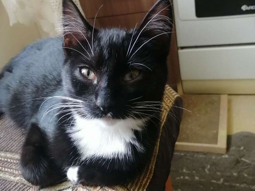 Кошки в добрые руки бесплатно