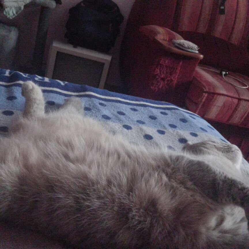 Вязка. Шотландская вислоухая девочка. 1 год