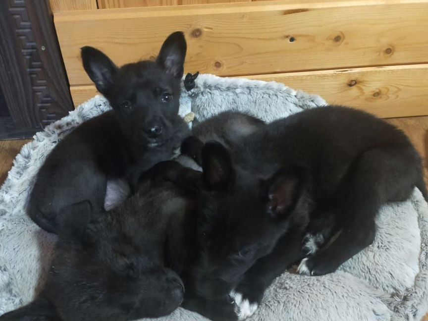 Солнечные детки, 1,5 месяца