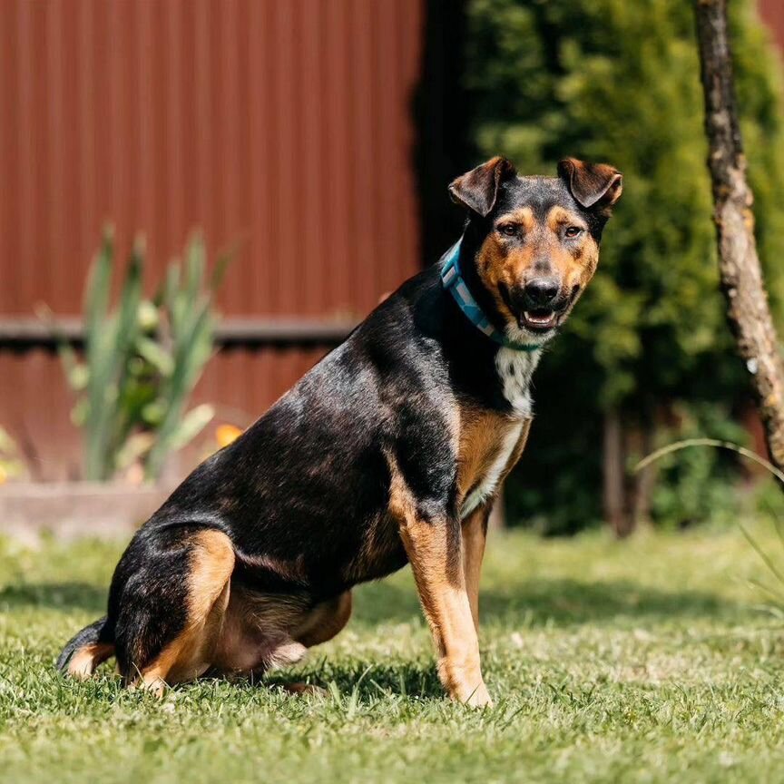 Собака в добрые руки