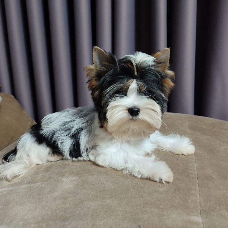 Бивер (мальчики)