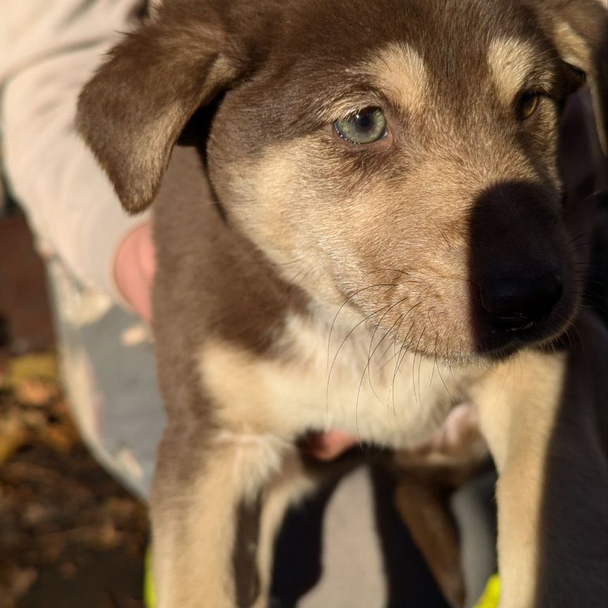 Щенок в добрые руки