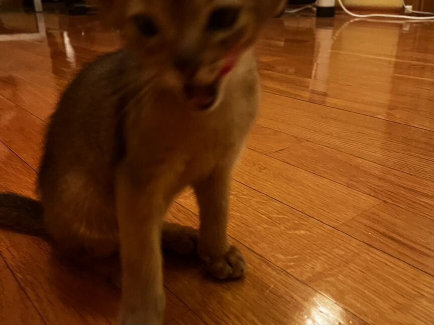 Абиссинские котята дикий окрас