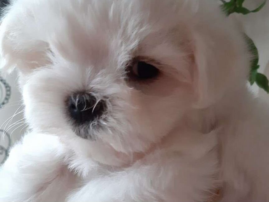 Мальтезе. Мальтийская болонка Щенки Девочки