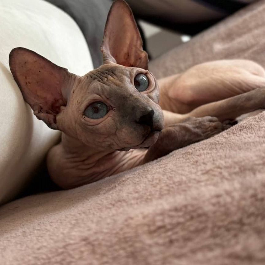 В продаже сфинкс для разведения